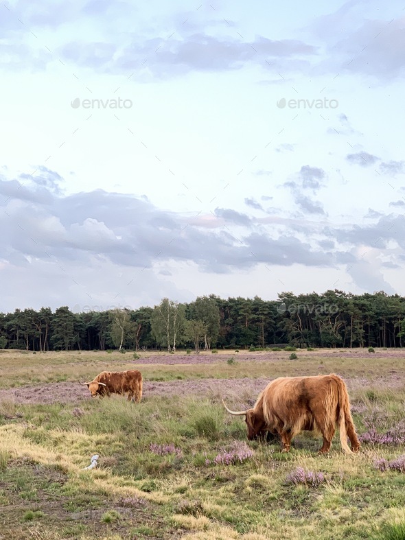 Scottish highland cattle at the field of blooming heather Stock Photo ...