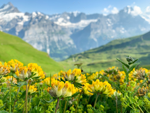Blooming yellow wild flowers in Swiss Alps Stock Photo by marinavm06