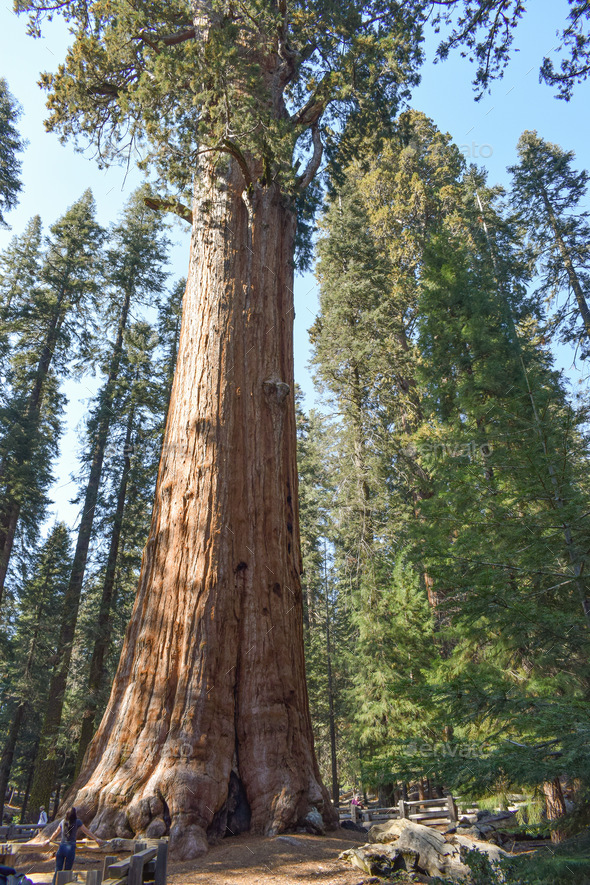 Young woman admiring General Sherman Sequoia, the largest tree in the ...