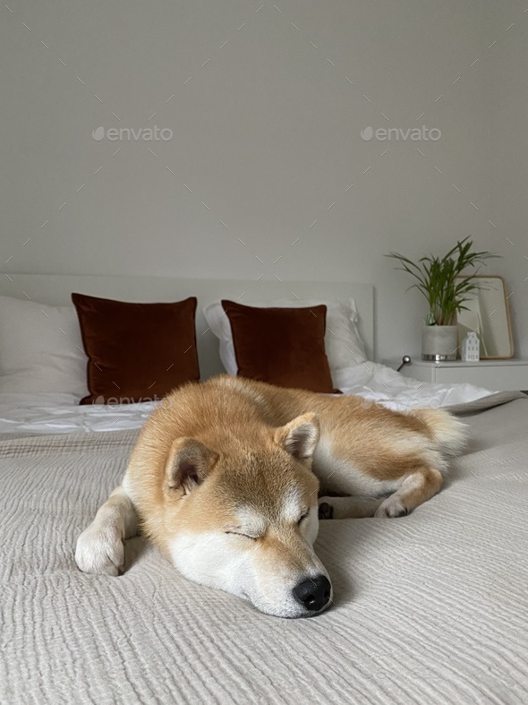 Shiba inu dog sleeping in bed Stock Photo by marinavm06 | PhotoDune