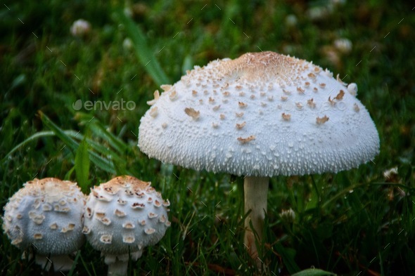 White Toadstool mushrooms natural background Stock Photo by bwise346