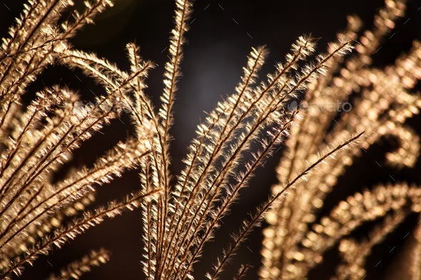 Plant fibers glowing in the late afternoon sunshine. Miscanthus Chinese ...
