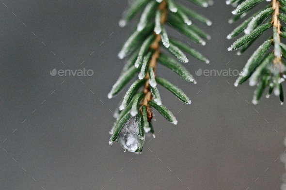 Close up of a frozen water drop on a pine tree Stock Photo by lindaze