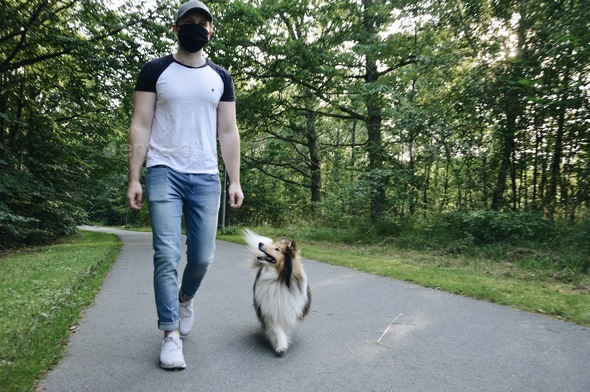 Man wearing face mask while walking his Sheltie Shetland Sheepdog dog ...