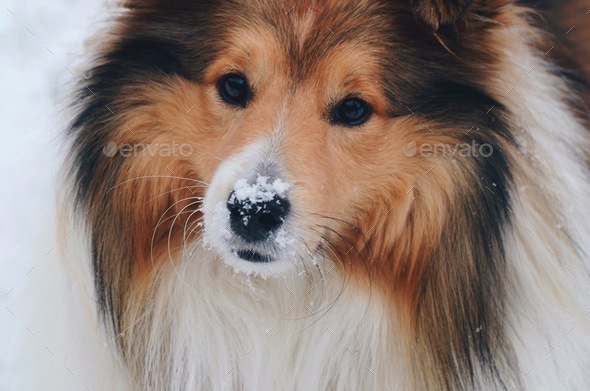 Portrait of a Sheltie Shetland Sheepdog dog with snow on his nose Stock ...