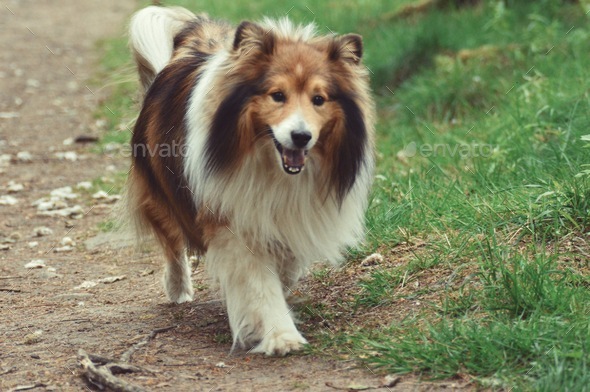 Photo of a Sheltie Shetland Sheepdog dog running freely in nature Stock ...