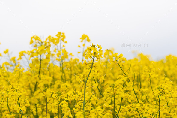 Photo of yellow and colorful colza or rapeseed flower field Stock Photo ...