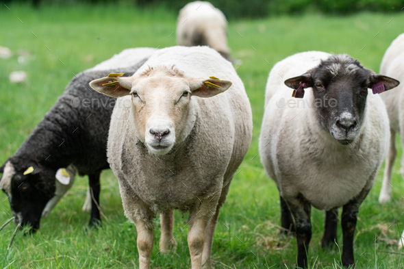 Photo of sheep in grass field Stock Photo by lindaze | PhotoDune