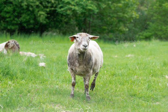 Photo of sheep in grass field Stock Photo by lindaze | PhotoDune