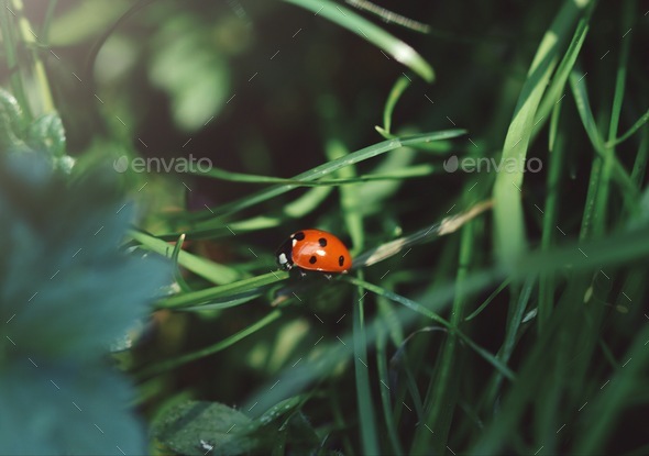 Closeup macro of a small and red ladybug insect in green grass Stock ...