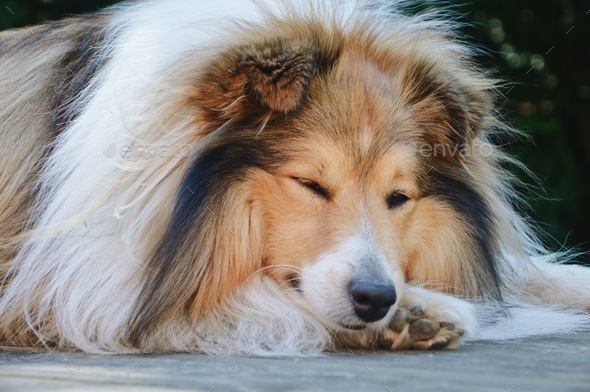 Photo of a tired or bored fuzzy Sheltie Shetland Sheepdog dog Stock ...