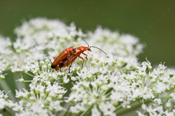 Closeup macro of two small bugs on a white flower Stock Photo by lindaze
