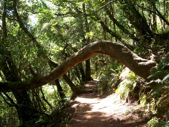 Hiking in the forest with very interesting tree shapes like this ...