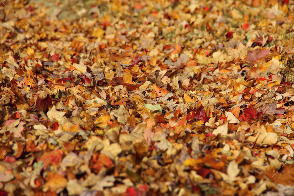 The beautiful colors of Fall. Falling leaves. Background with copy ...