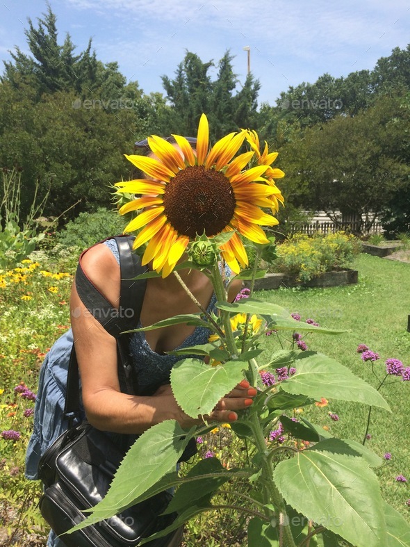 People with plants & nature with woman with face behind a sunflower in ...