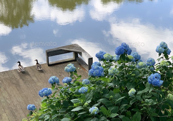 Nature on beautiful blue hydrangeas blooming & a perfect reflection of ...