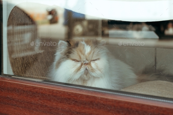Persian cat in the window of cat cafe Stock Photo by aleeenot | PhotoDune