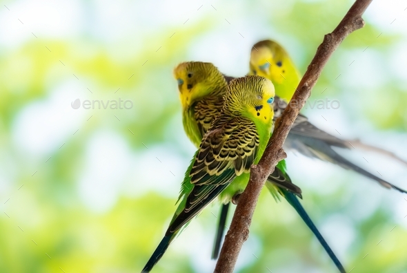 Beautiful budgie sit on branch blurry background. Copy space. Selective ...
