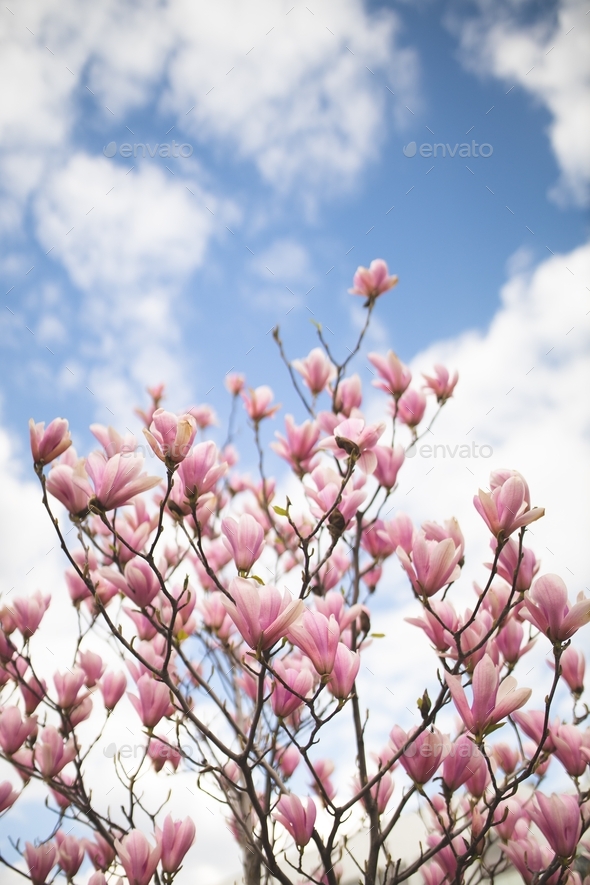Magnolia flowering. Magnolia. Spring flower. Background from color ...