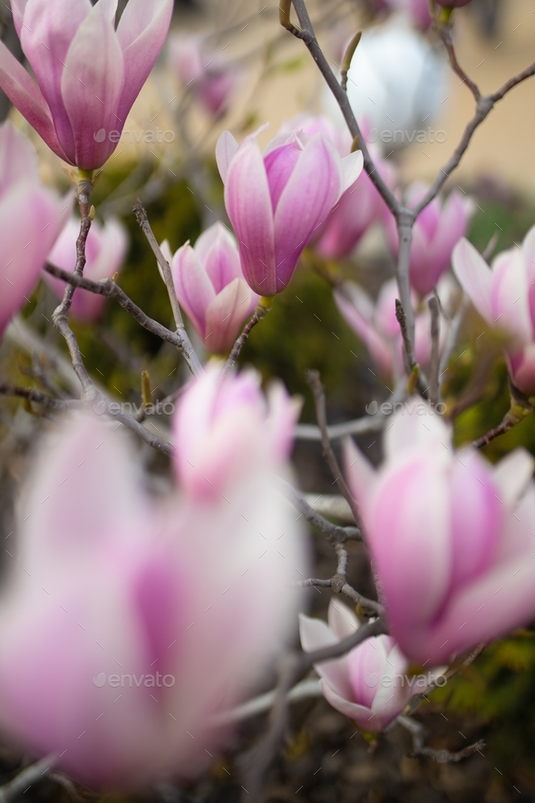 Magnolia flowering. Magnolia. Spring flower. Background from color ...