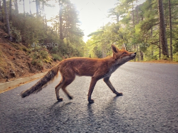 Fox standing in the middle of the road with a forest in the background ...