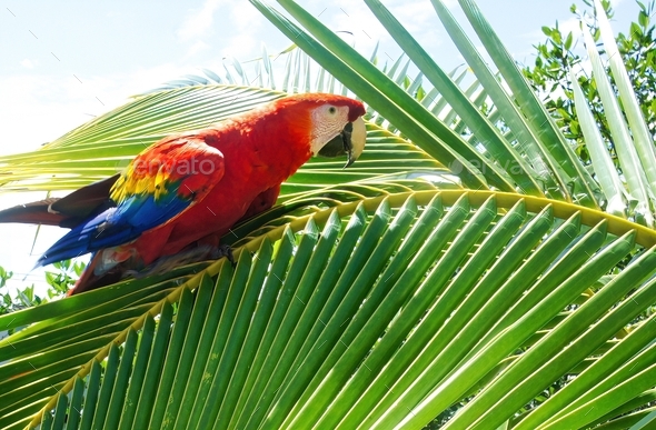 Costa Rican Scarlet Macaw on Palm Leaves Stock Photo by msandrioli