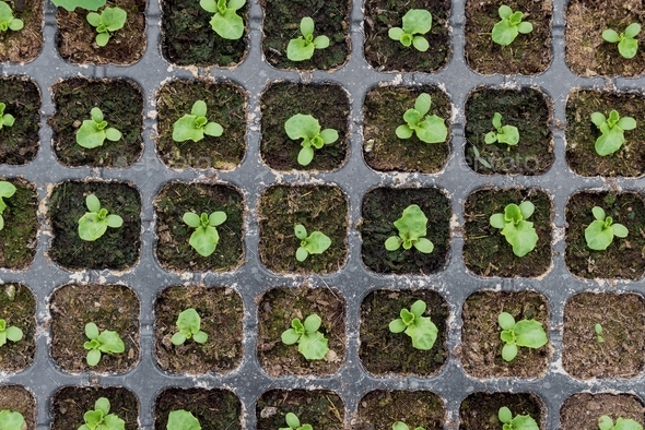 Top view of green romaine lettuce seedling in cell cultivation tray ...