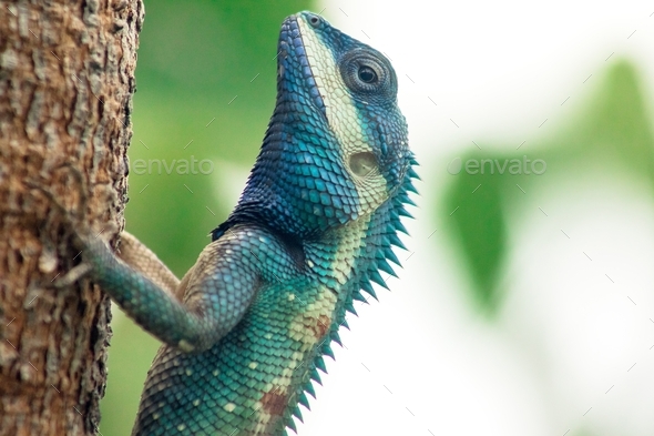 Blue crested lizard is a colorful lizard. Stock Photo by puripatt ...