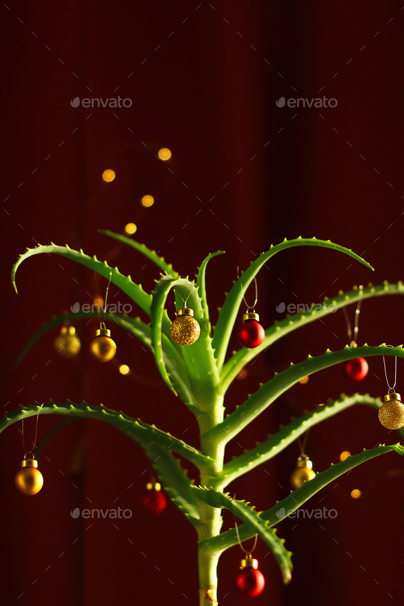 aloe vera decorated with Christmas tree balls in home interior ...