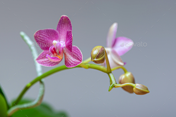 Close-up at orchids flower cluster. Stages of blooming Stock Photo by ...