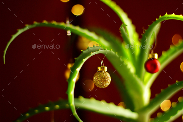 aloe vera decorated with Christmas tree balls in home interior ...