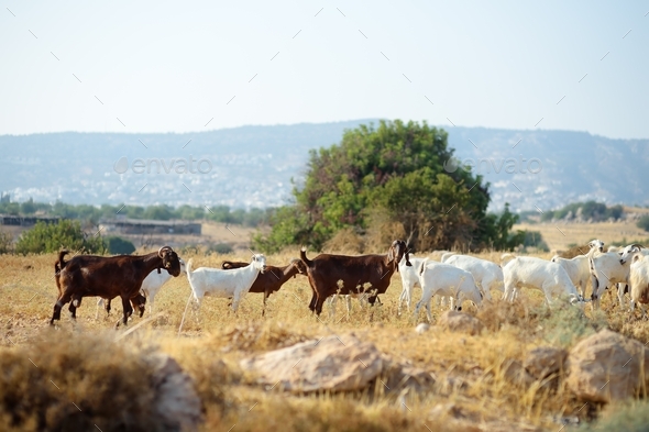 Goats on a farm in Cyprus. Dairy farming. Bio organic healthy food ...