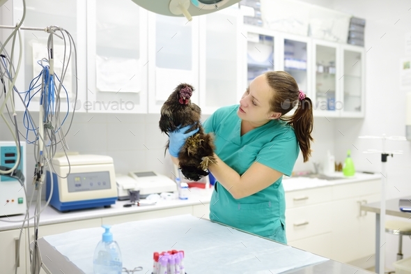 Veterinarian inspection of chicken. Veterinary clinic during work. Farm ...