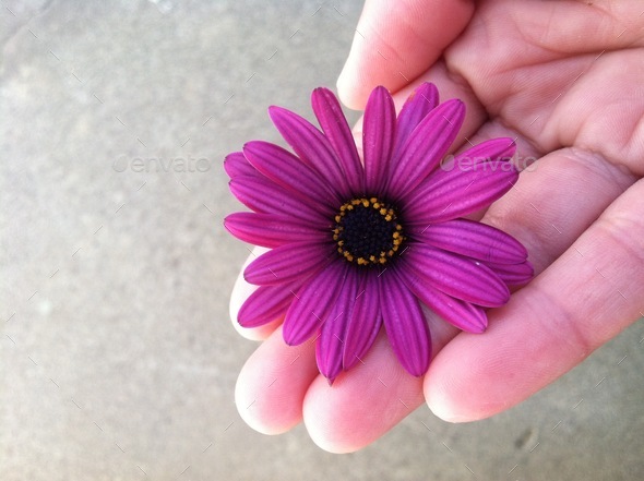 Pink flower. Hand holding flower. Pink daisy. Gentle to touch. Splash ...