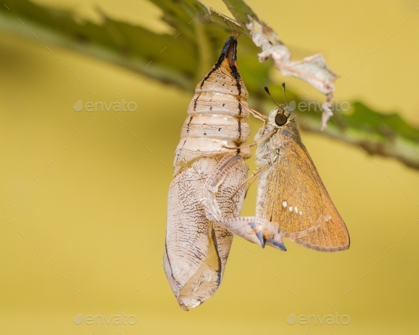 skipper butterfly and cocoon Stock Photo by triwidana | PhotoDune