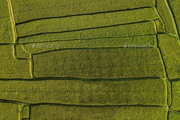 Abstract geometric shapes of rice fields in green color. Stock Photo by ...