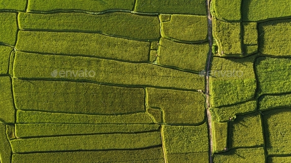 Abstract geometric shapes of agricultural parcels in green color. Bali ...
