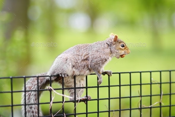 Squirrel in the Central Park, Manhattan, New York. Squirrels are one of ...