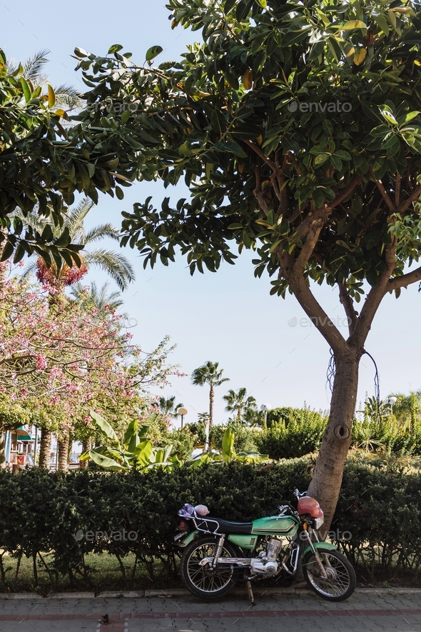 the motorbike is standing under a tree. Sunshine Vacation Scene Stock ...