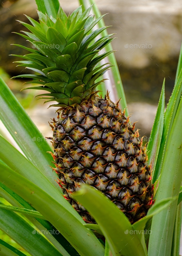 Image of a pineapple fruit on its tree in Melaka, Malaysia. Stock Photo ...