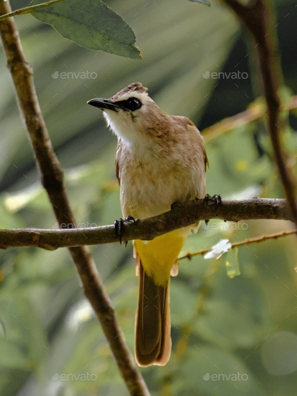 Yellow vented bulbul bird on the tree. Stock Photo by risinglegacy25