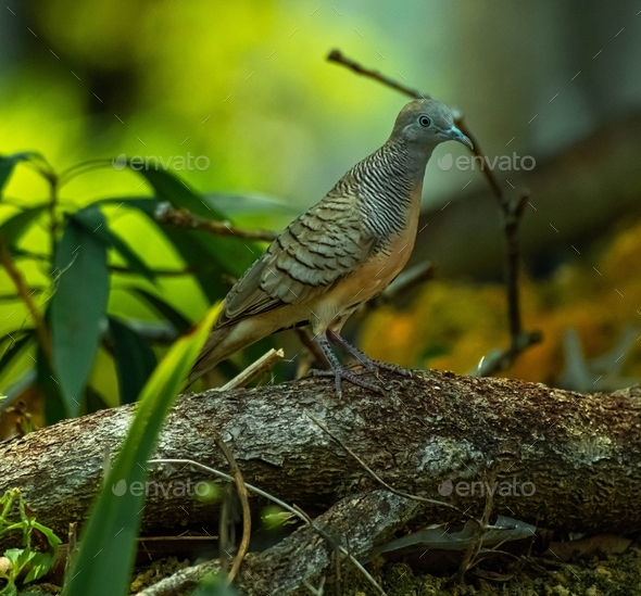 The zebra dove (Geopelia striata), also known as the barred ground dove ...