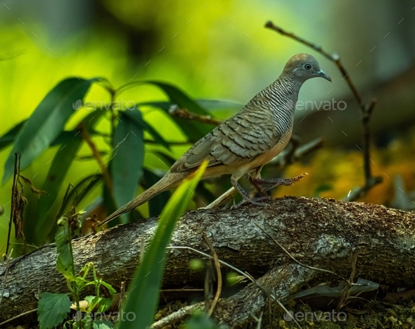The zebra dove (Geopelia striata), also known as the barred ground dove ...