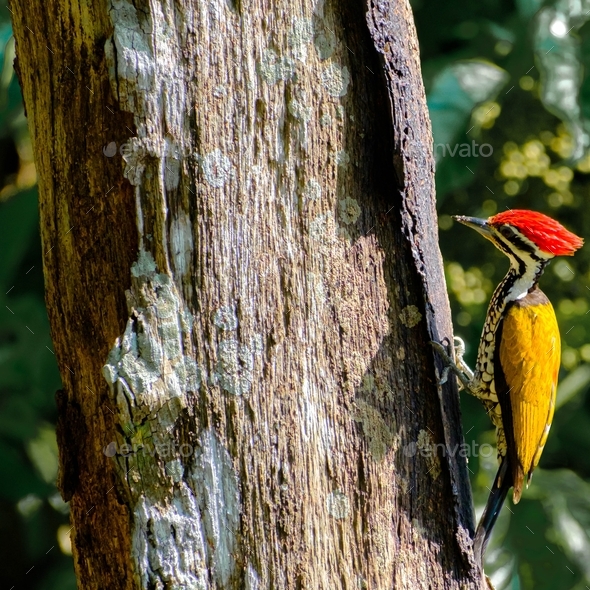 Common Flameback (Dinopium javanense). Also known Three-toed, small ...