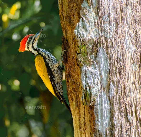 Common Flameback (Dinopium javanense). Also known Three-toed, small ...