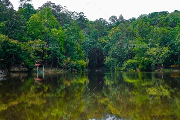 Calm lake view at Taman Eko Rimba Terenggun, Kuala Lipis, Pahang ...
