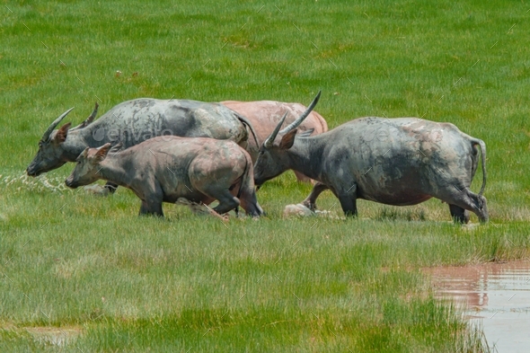 Buffaloes at the green grassland in Kampung Batu Putih, Marang ...