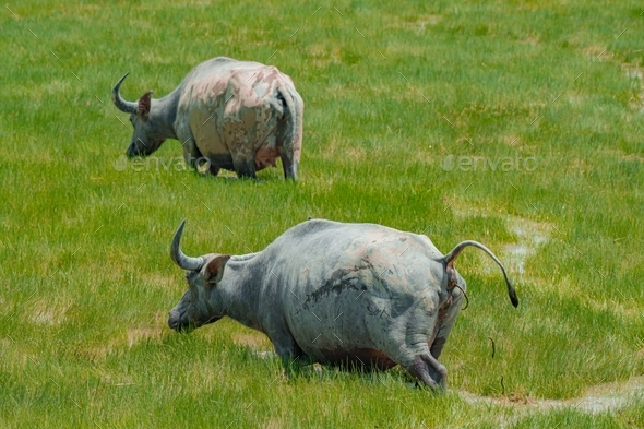 Buffaloes at the green grassland in Kampung Batu Putih, Marang ...