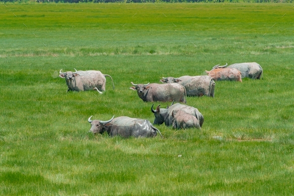 Buffaloes at the green grassland in Kampung Batu Putih, Marang ...
