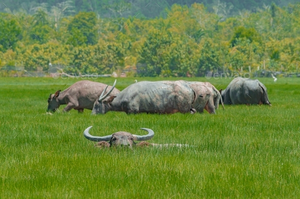 Buffaloes at the green grassland in Kampung Batu Putih, Marang ...
